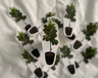 Fig Tree Sticker - Etsy