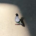 Pigeon Pin Bird Lapel Pin Enamel Pin Bird Lovers Pin - Etsy