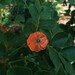Poppy Enamel Pin Red Poppy Lapel Pin Nature Pin Poppy Flower Flower ...