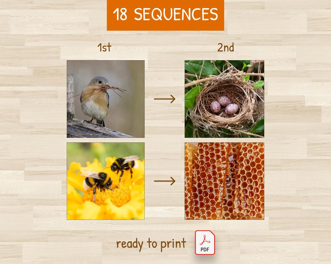 2-step Sequencing Exercise – Kids Sequencing Activities – 18 ...