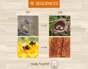 3-step Sequencing Exercise Daily Activities for Kids 12 Educational ...