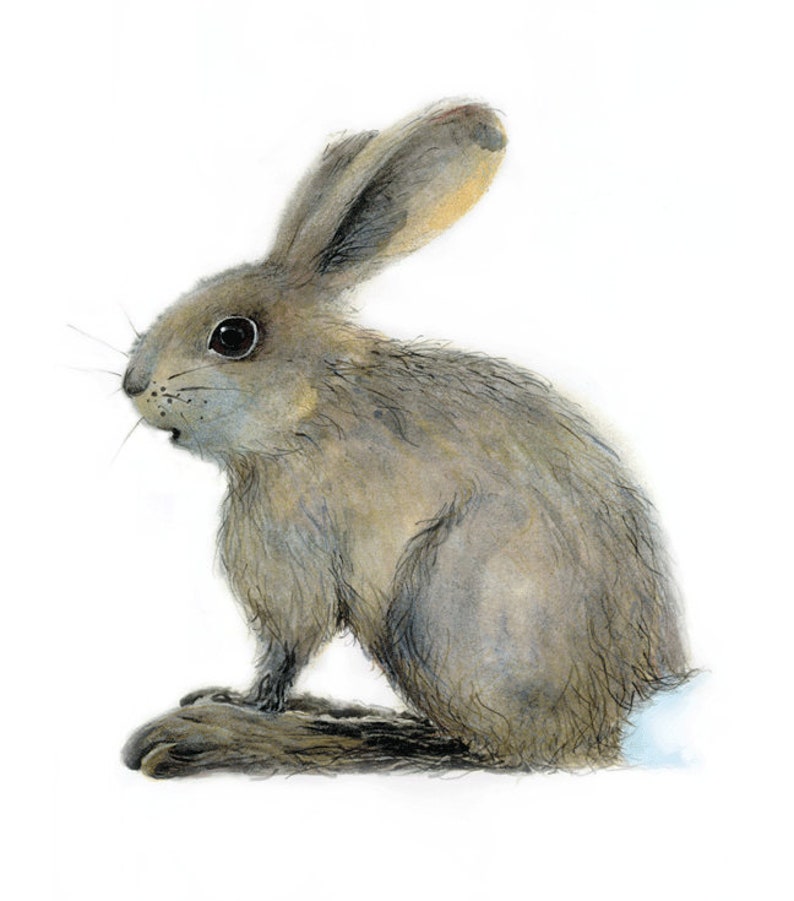 Snowshoe Hare - Giclee Print, Rabbit PRINT, Rabbit, Hare Print, Rabbit ...