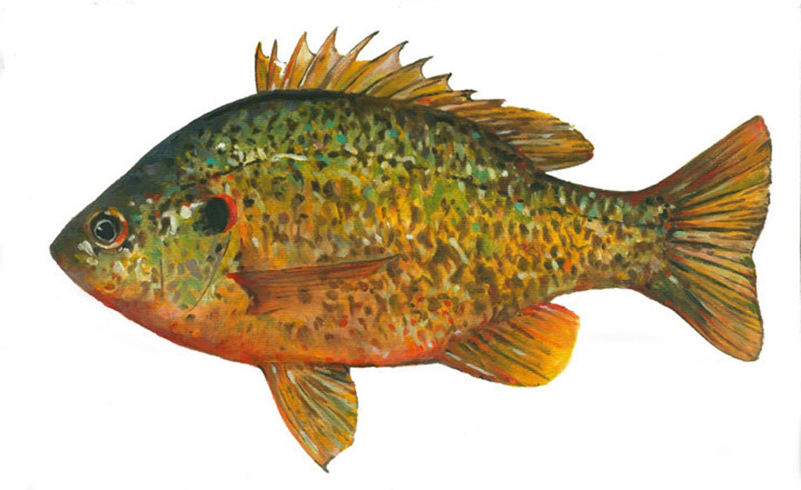 Shell Cracker Bream. Bream Redear Bream Painting Shell Cracker Fishing ...