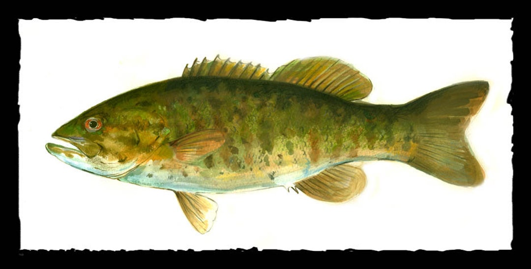 Smallmouth Bass Paintings of Smallmouth Bass Fish Paintings Gyotaku ...