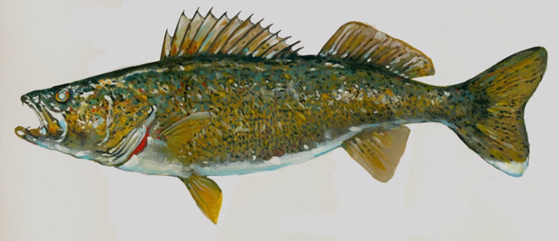 Walleye. Walleye Paintings / Fish Paintings /fishing/ Paintings of Fish ...