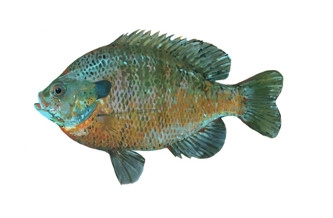 Bluegill. Giclee L Prints, From Rubbings of Real Fish Bluegills Fish ...