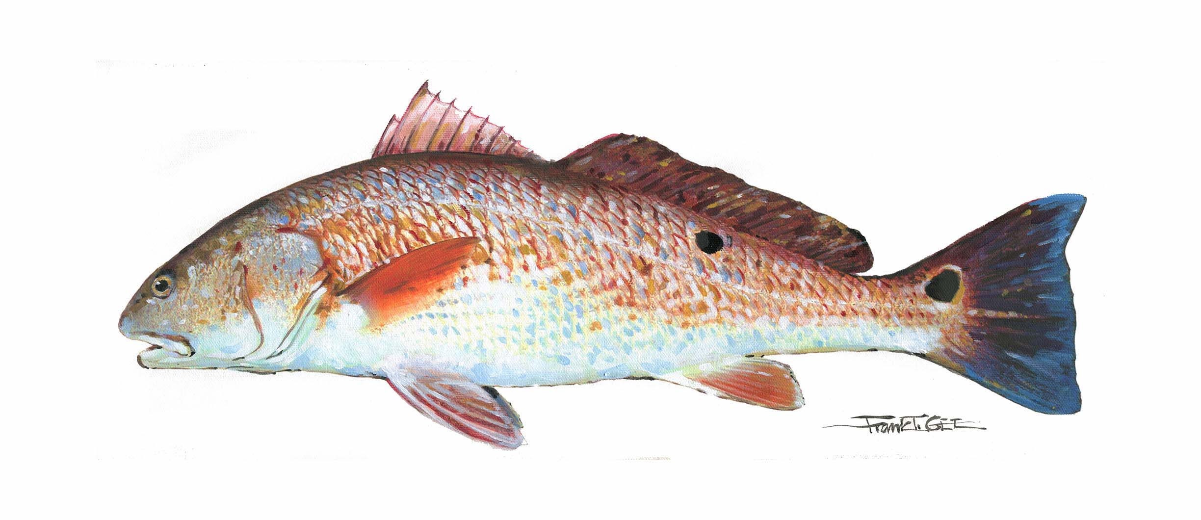 Redfish. Paintings of Redfish Fish Painting Sport Fishing Fishing Surf ...