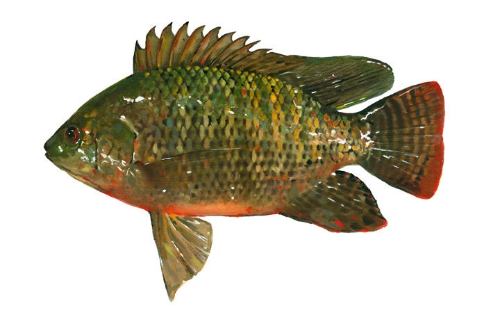 Tilapia. Fish Art Fish Paintings Tilapia Painting Gyotaku Marine Art ...