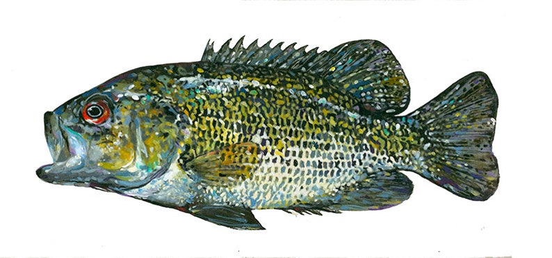 Rock Bass Painting of a Rock Bass in Watercolor Red Eye Creek Fishing ...