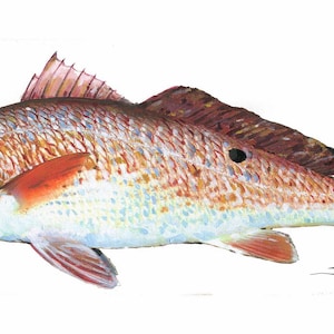 Red Fish Print Fish/ Ocean Art/fish Painting - Etsy