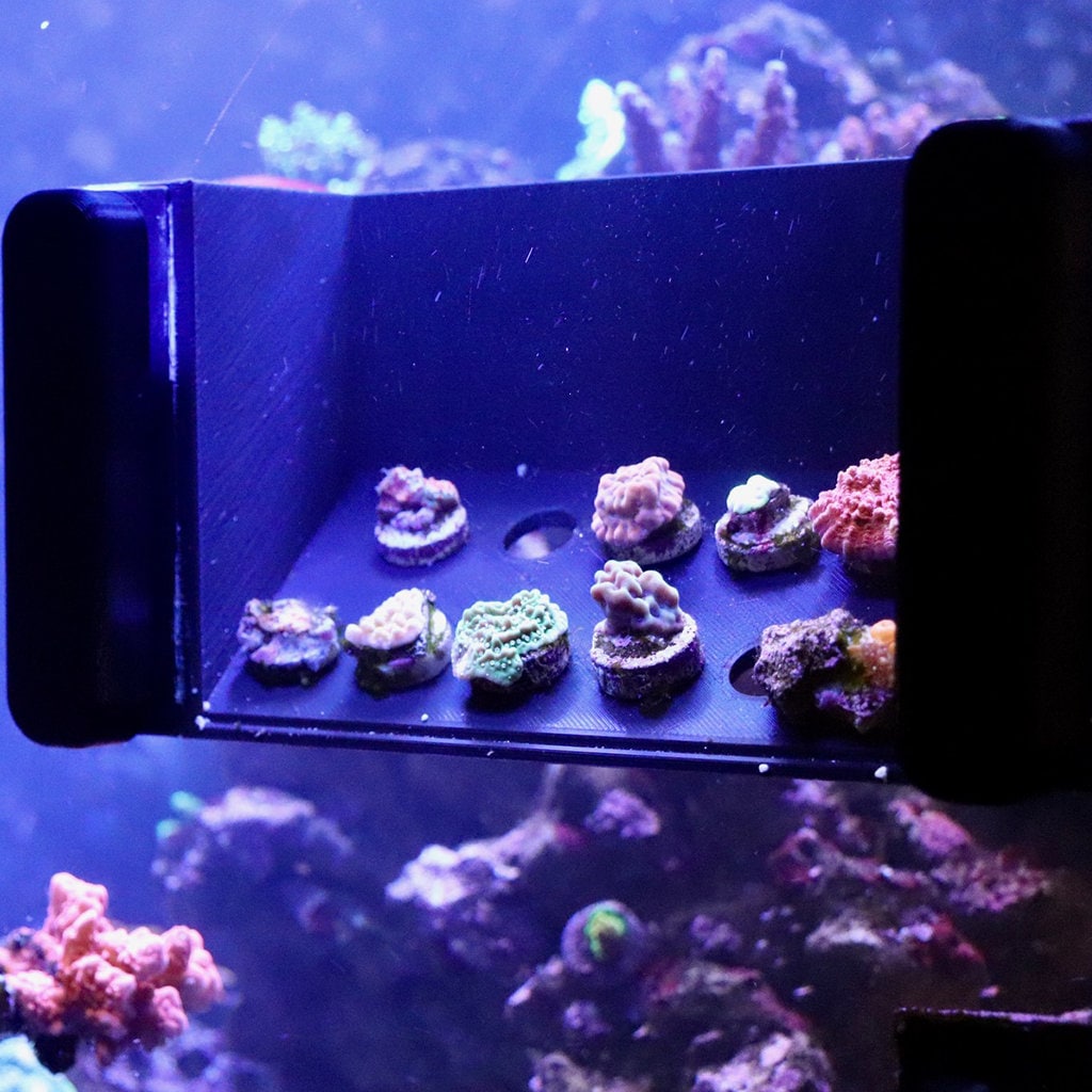 Reef Aquarium Magnetic Angled Coral Frag Photo Booth - Etsy