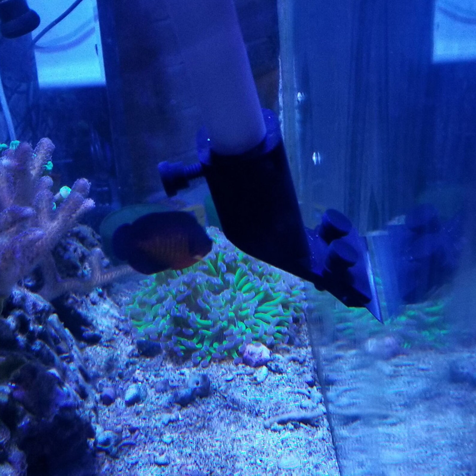 Reef Aquarium Pipe Mounted Angled Blade Scraper - Etsy