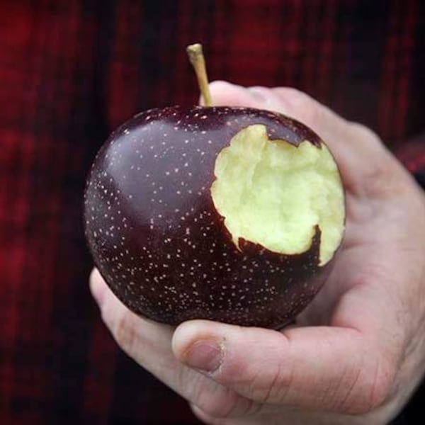 Black Diamond Apple Tree - Etsy