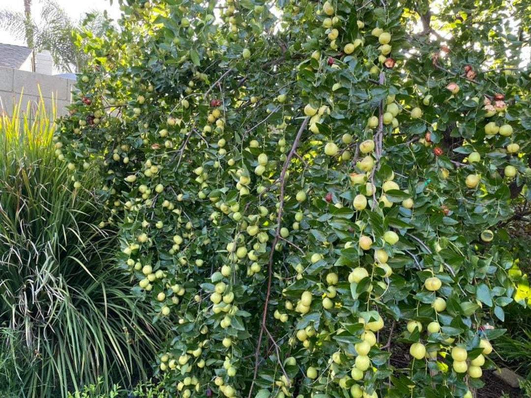 Jujube Tree Rooted Live Plant Etsy