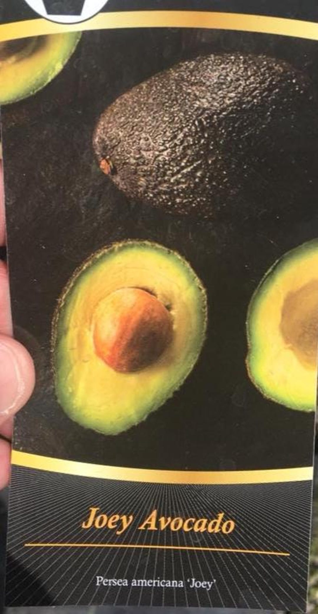 X3 Joey Avocado Tree Seeds Persea Americana - Etsy