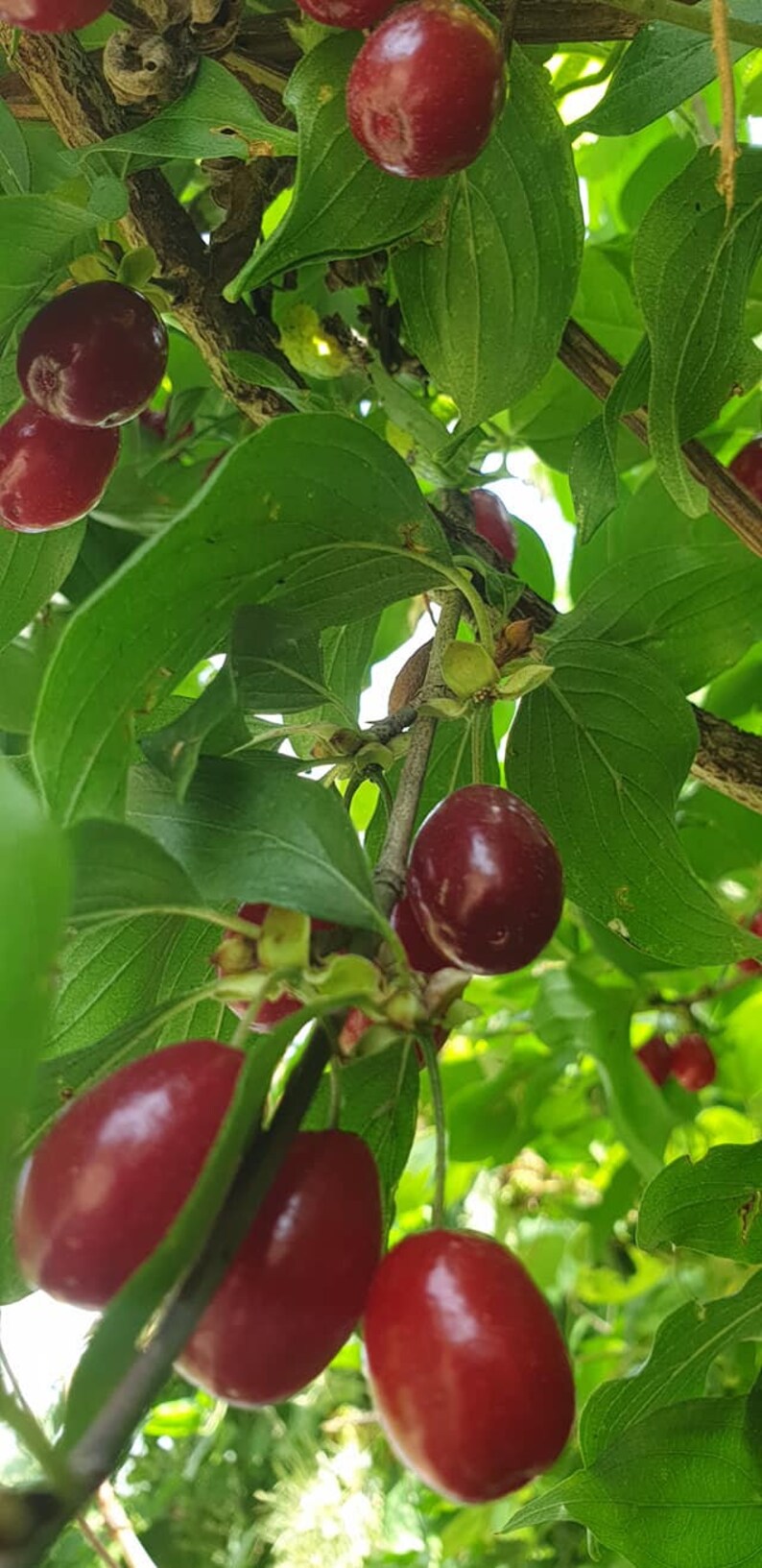 X2 Cornelian Cherry Tree Cuttings Cornus Mas - Etsy
