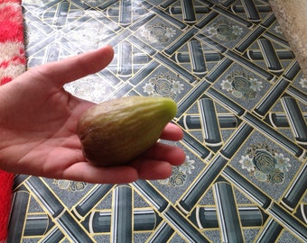 Rare Fig Cuttings - Etsy