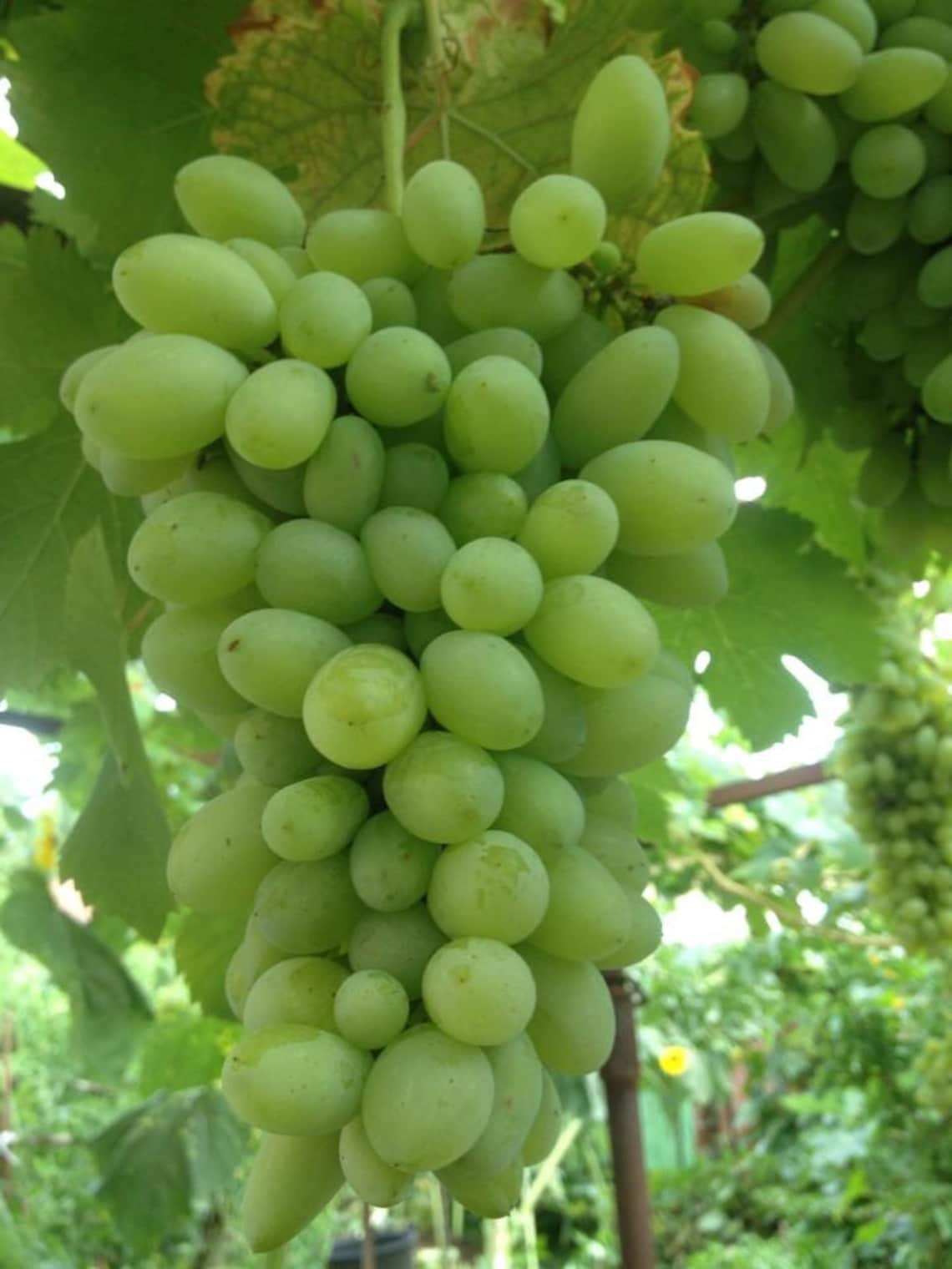 X1 Autumn Crisp Seedless Grape Rooted Live Plant - Etsy Canada