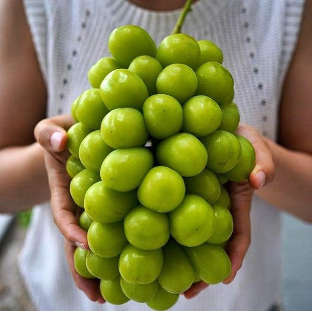 X2 Shine Muscat Grape Cuttings Top Quality - Etsy Canada