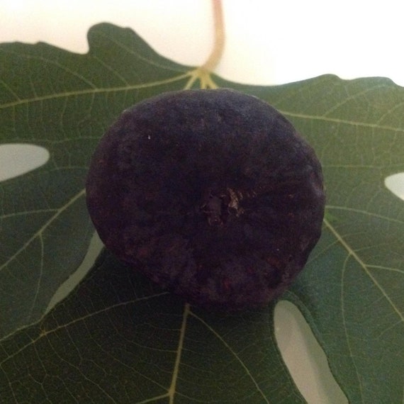 2 Italian 258 Fig Tree Cuttings Ficus Carica Grow You Own Figs | Etsy UK