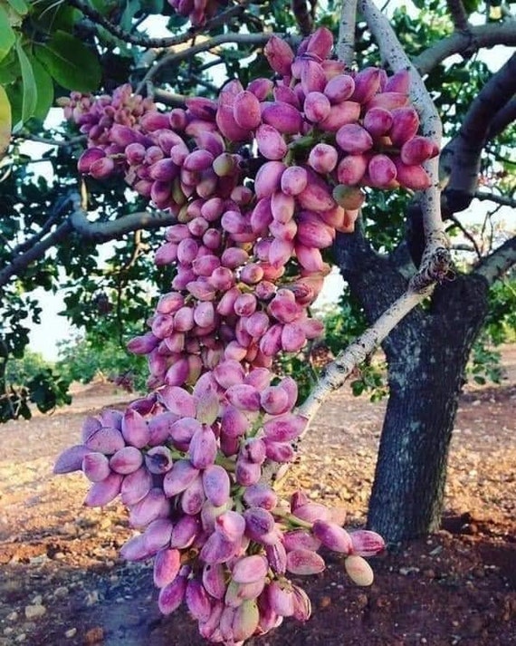 Pistachios Growing