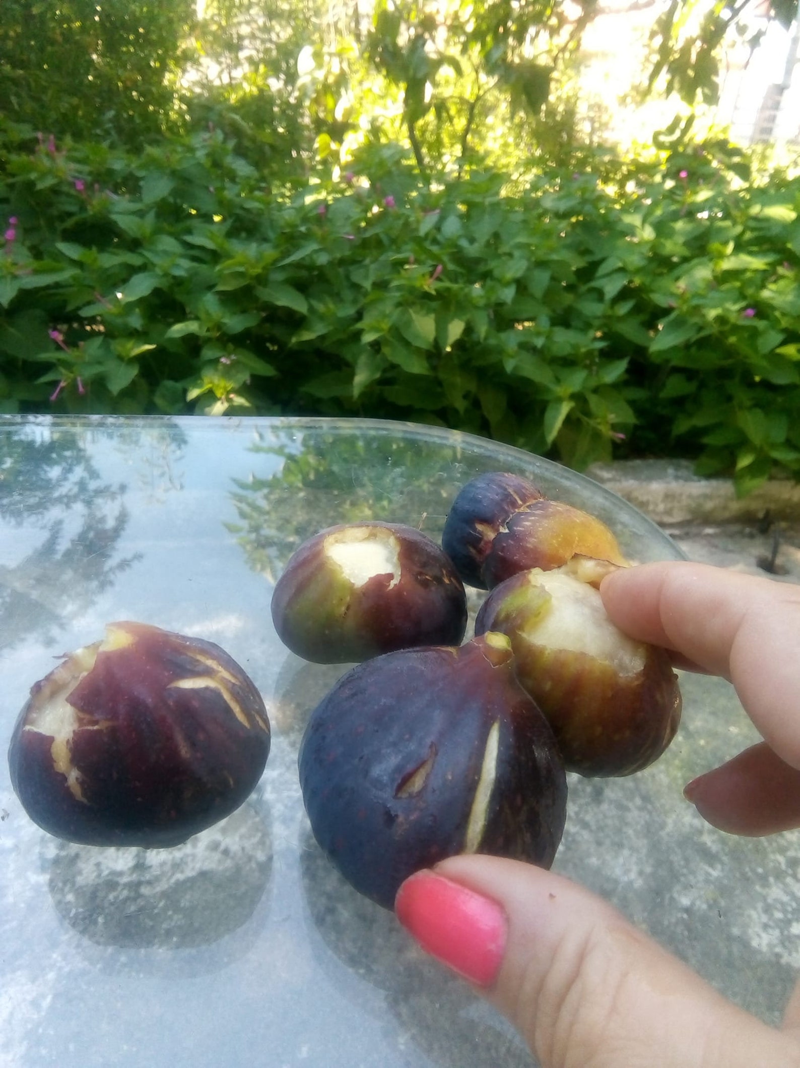 2x Little Miss Figgy Lmf Fig Tree Cuttings Unique Collection Grow Your ...