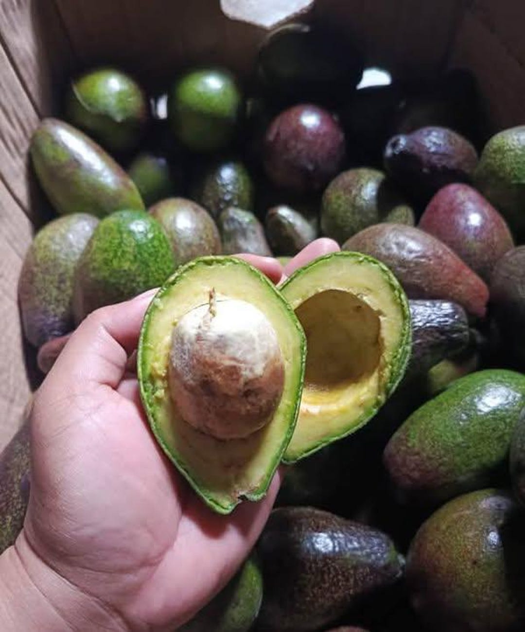 X3 Del Rio Avocado Tree Seeds - Etsy Canada