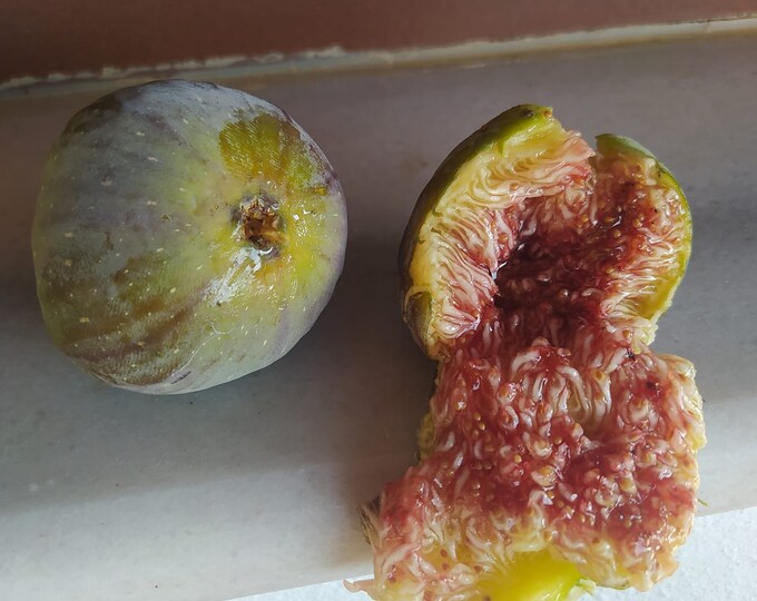 Japan Kurume Kuromitsu Fig Ficus Carica Sp. Kuromitsu 15 Fresh Seeds ...