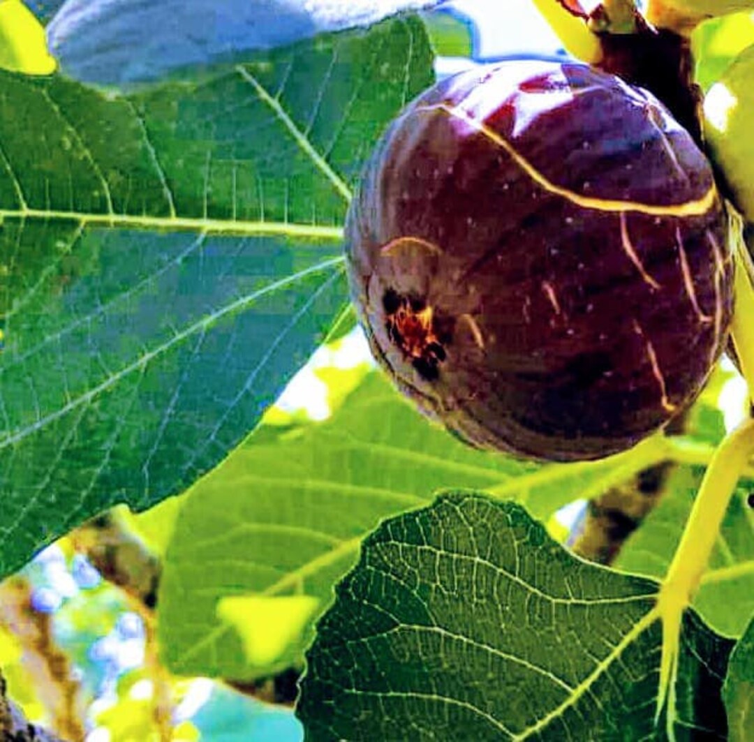 2x Figo Preto Fig Tree Cuttings Super Fig - Etsy