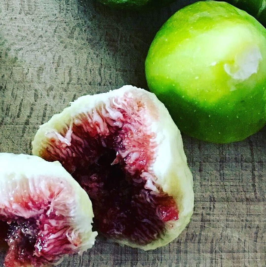 2x Desert King Fig Tree Cuttings Unique Collection Grow Your Own Figs ...