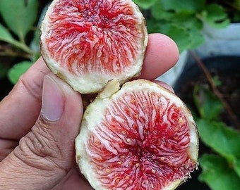 2x Little Miss Figgy Lmf Fig Tree Cuttings Unique Collection Grow Your ...