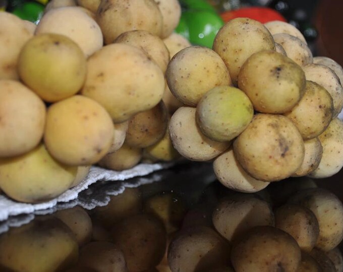 Langsat Lansium Parasiticum Domesticum Lanzones Duku Tropical Fruit ...