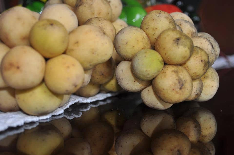 1x Lansium Domesticum Tree Rooted Live Plant Langsat Lanzones - Etsy