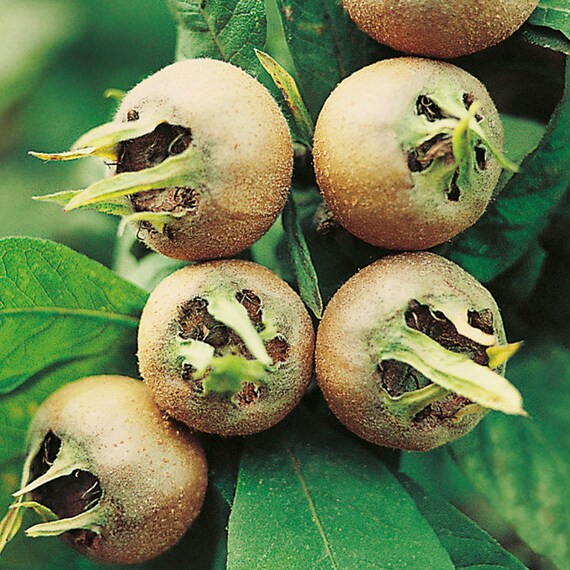 Medlar Tree