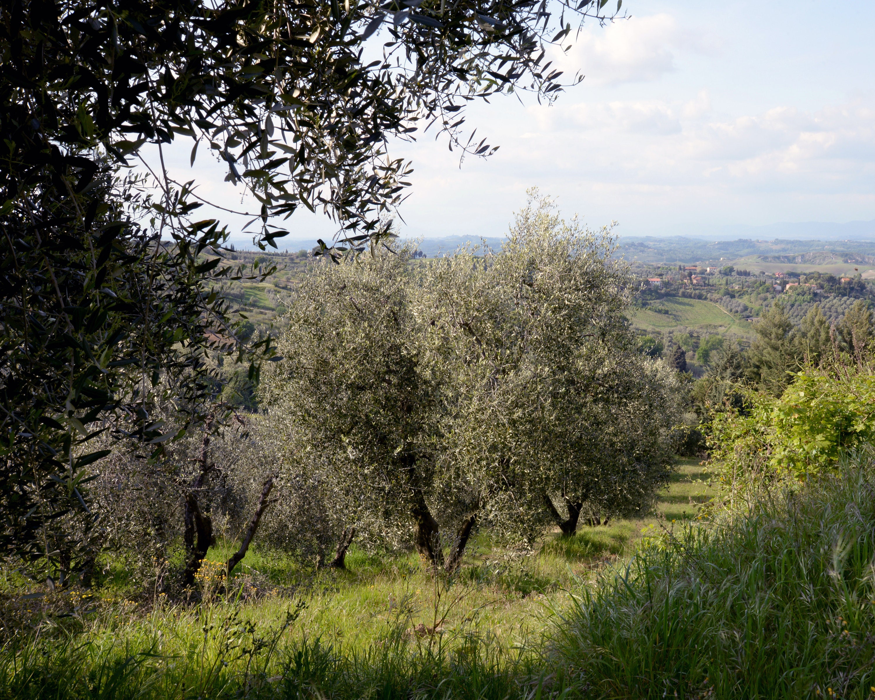 Fine Art Photograph of Olive Trees in the Tuscan Countryside #02 ...
