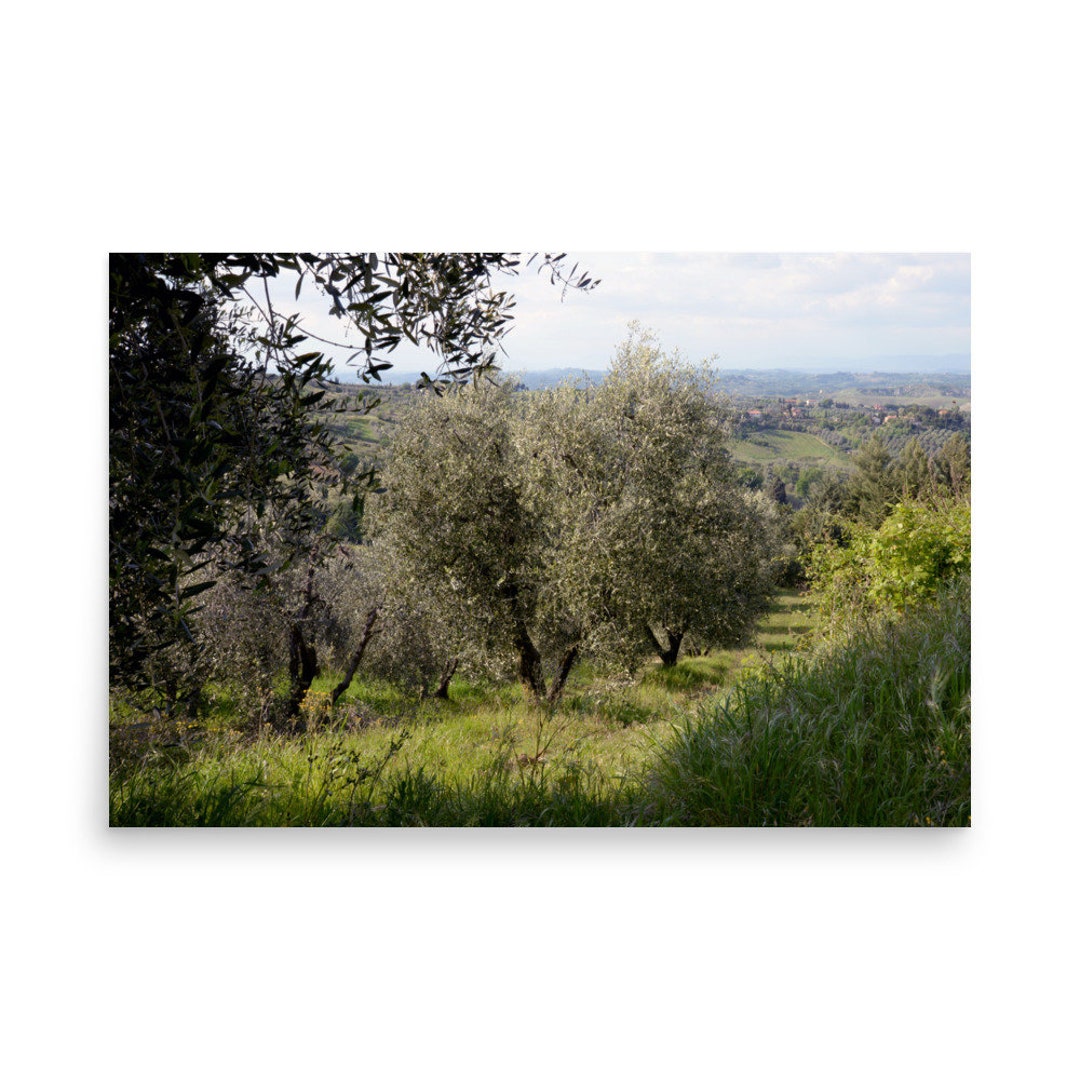 Fine Art Photograph of Olive Trees in the Tuscan Countryside #02 ...