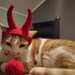Devil Hat Cat Hat Hats for Cats Pet Costume Horns Hat Dog - Etsy