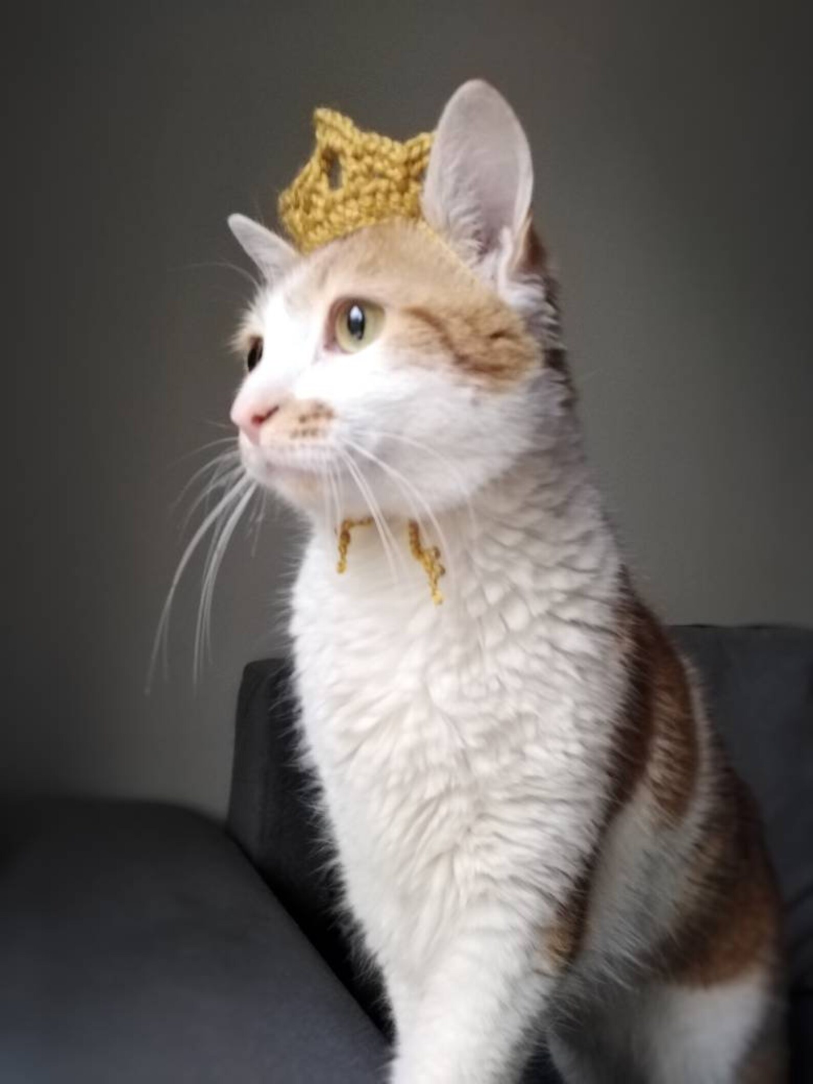 Crown for Cat Pet Costume Cat Crown King Crown Pet Costume | Etsy