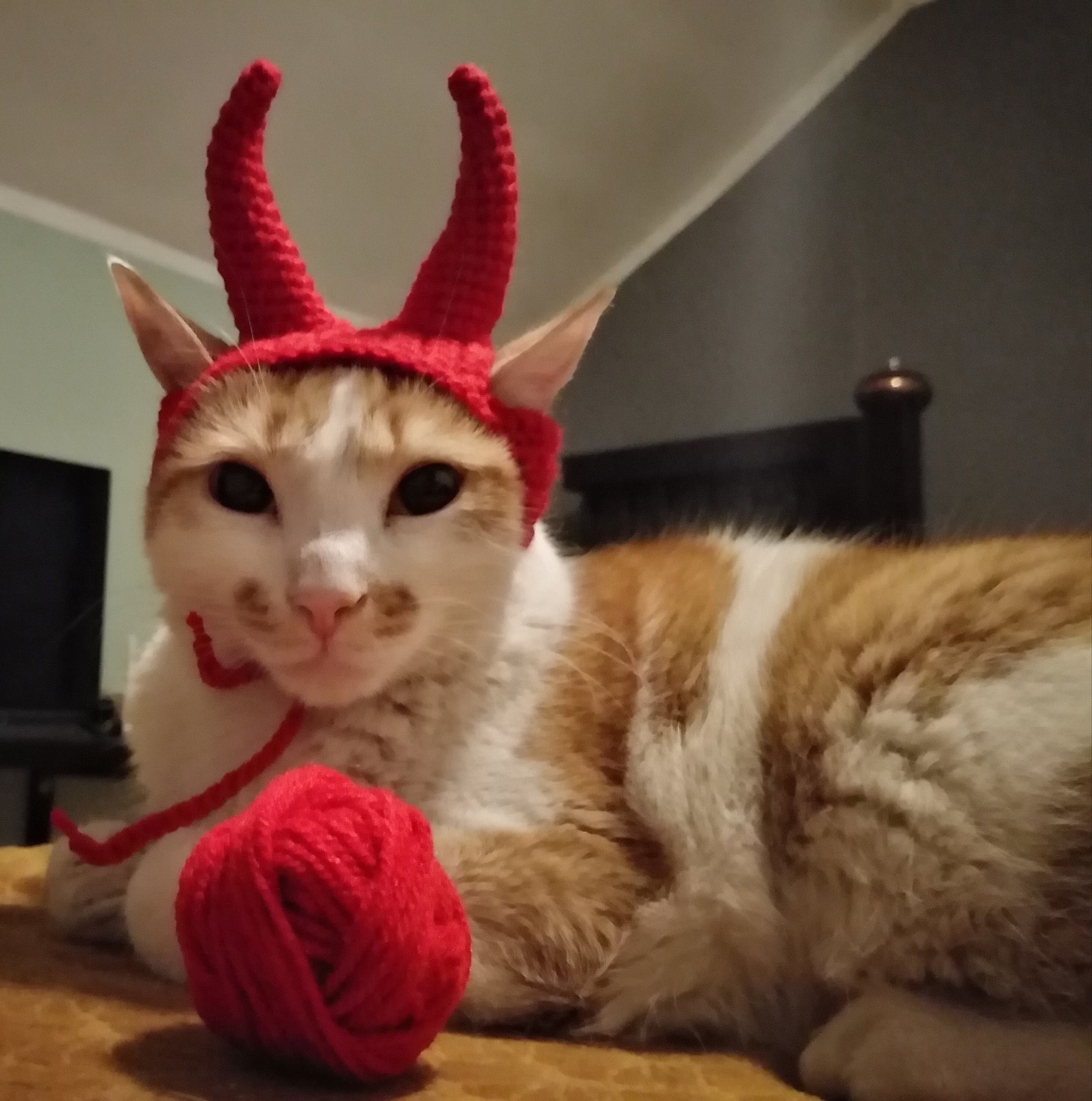 Devil Hat Cat Hat Hats for Cats Pet Costume Horns Hat Dog - Etsy