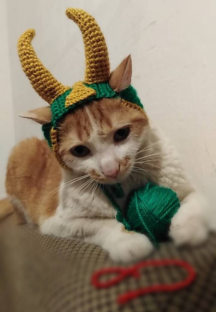 Cat Hat Hat for Cat Pet Costume Halloween Cat Costume Cat | Etsy