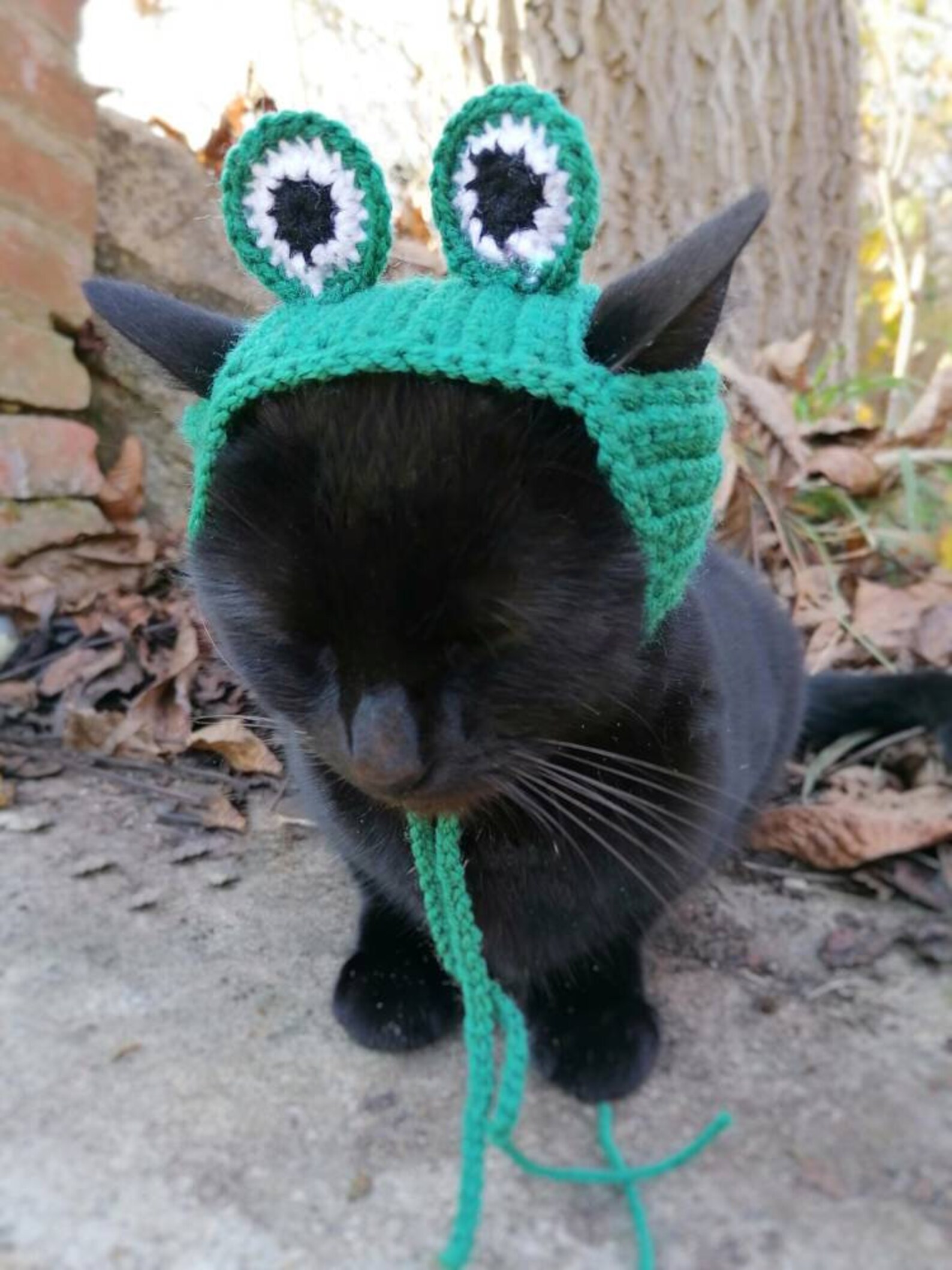 Frog hat Cat hat Hats for cats Cat outfit Pet costume | Etsy
