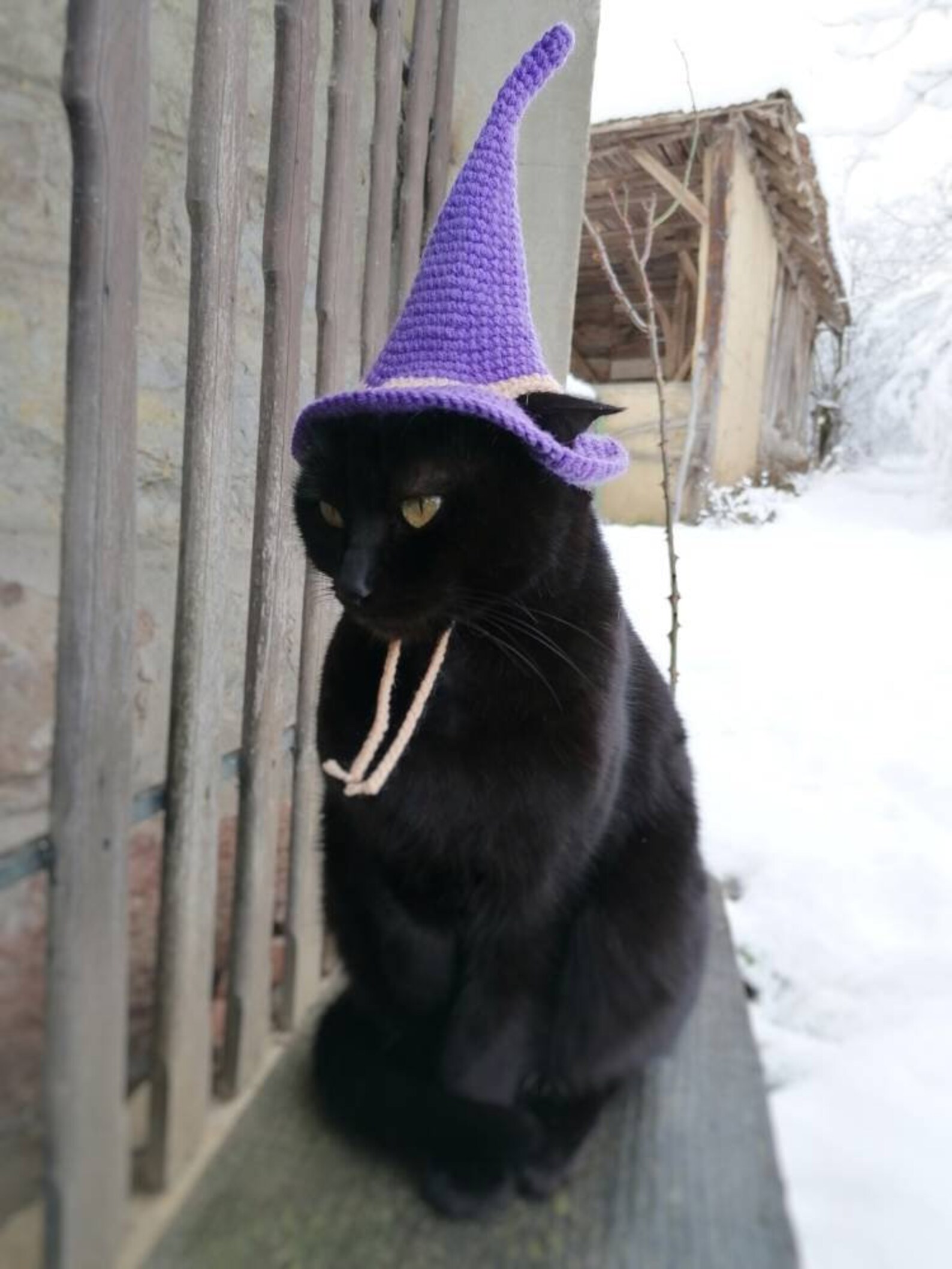 Witch hat Witch hat for cat Halloween hat for cat Cat hat | Etsy