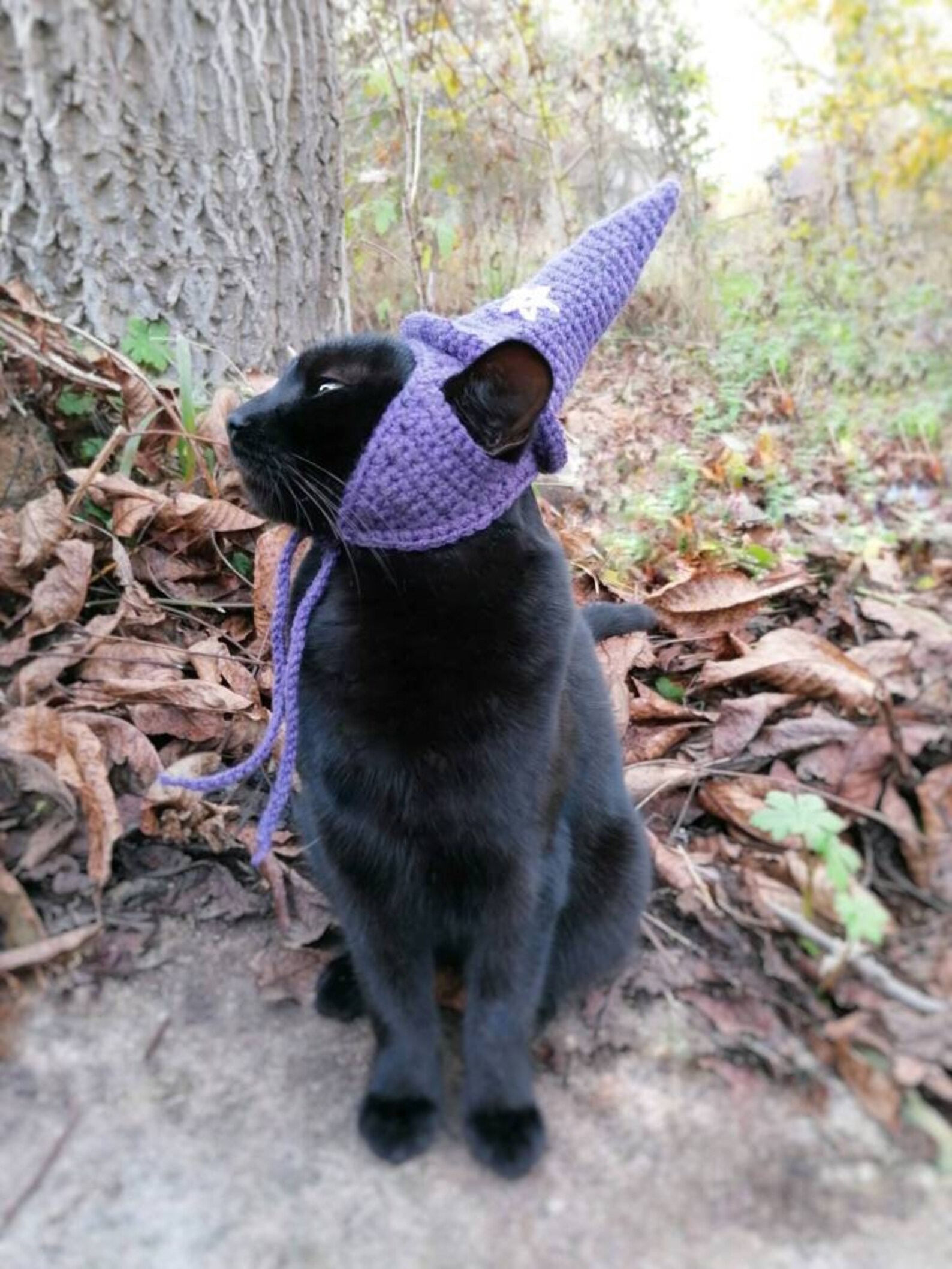 Purple Wizard Hat Cat Hat Hats for Cats Pet Costume Dog - Etsy