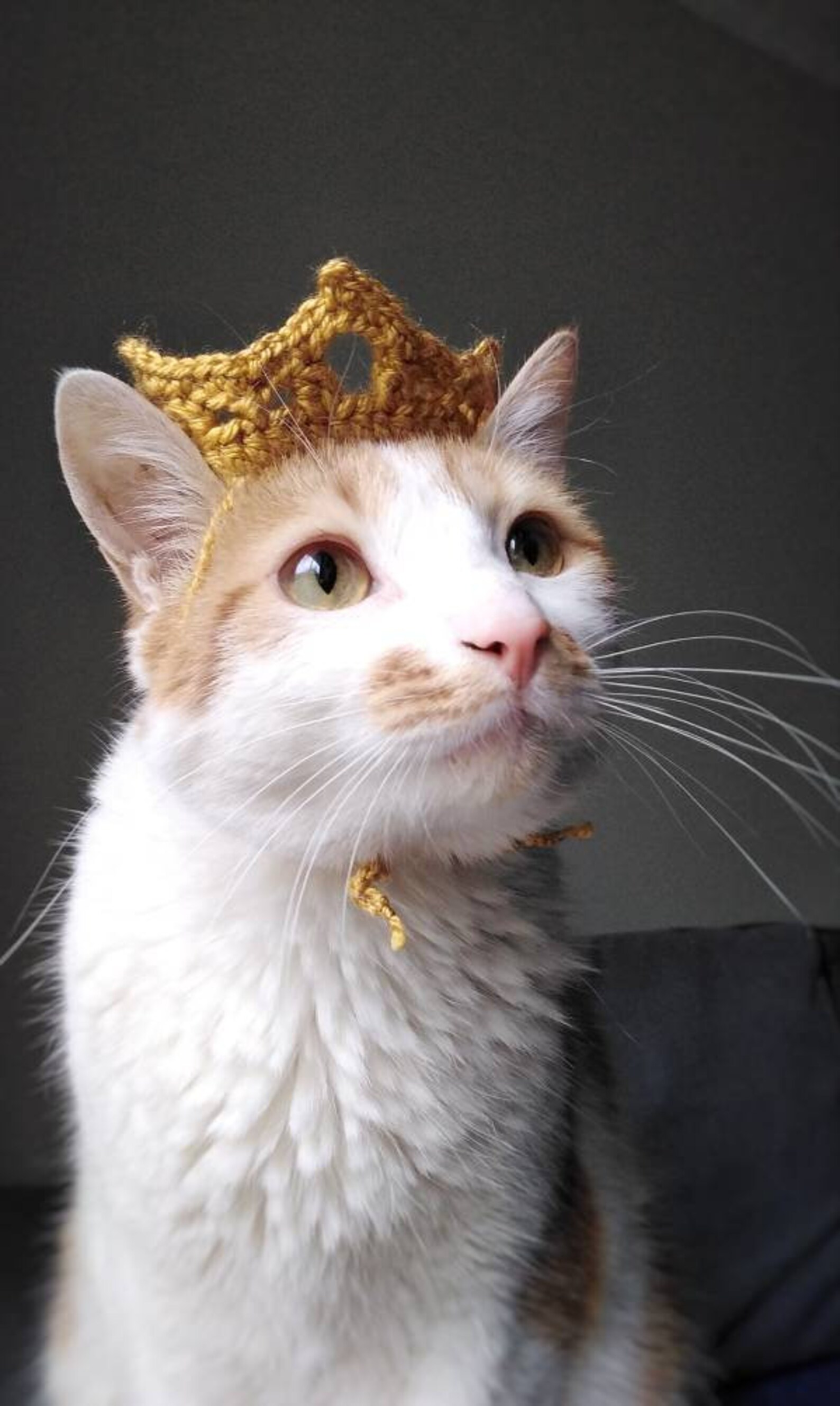 Crown for Cat Pet Costume Cat Crown King Crown Pet Costume | Etsy