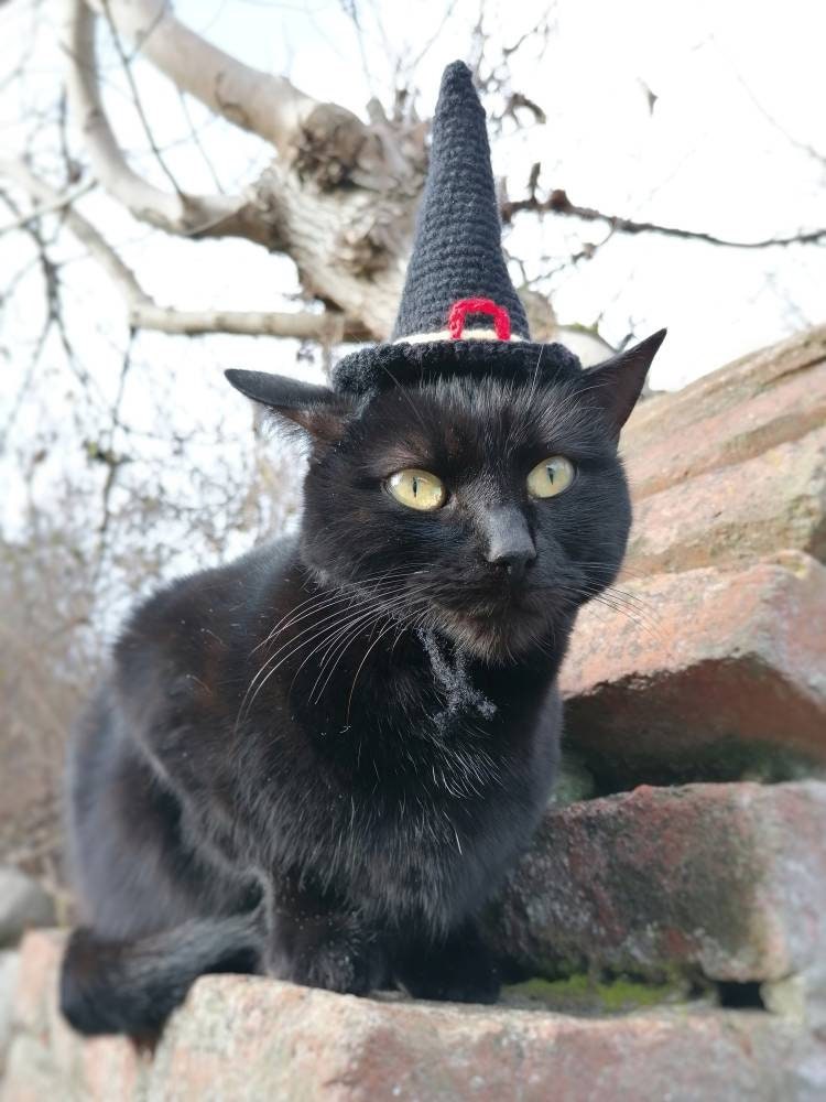 Witch Hat Witch Cat Cat Accessories Kitten Hat Pet - Etsy