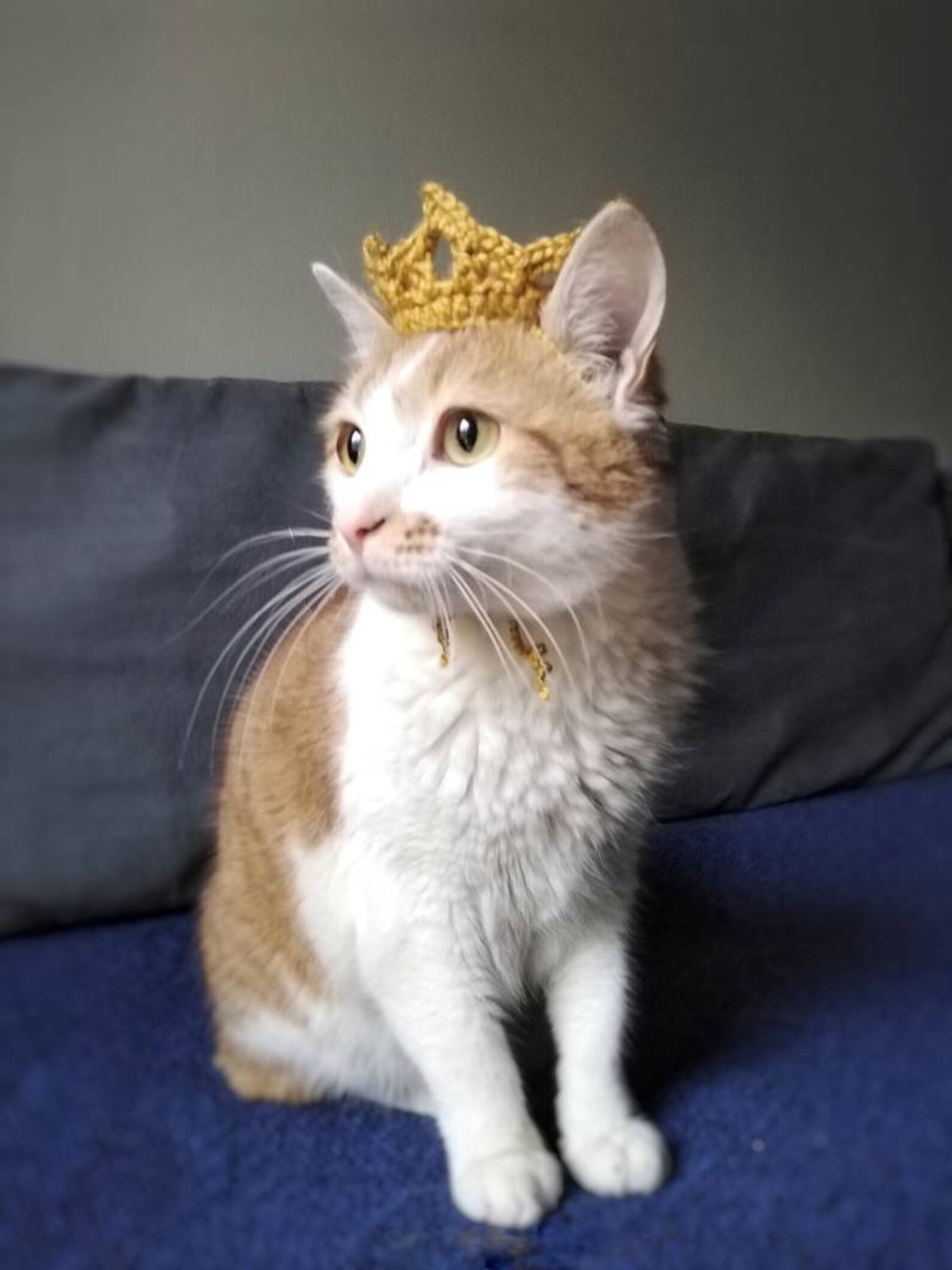 Crown for Cat Pet Costume Cat Crown King Crown Pet Costume | Etsy