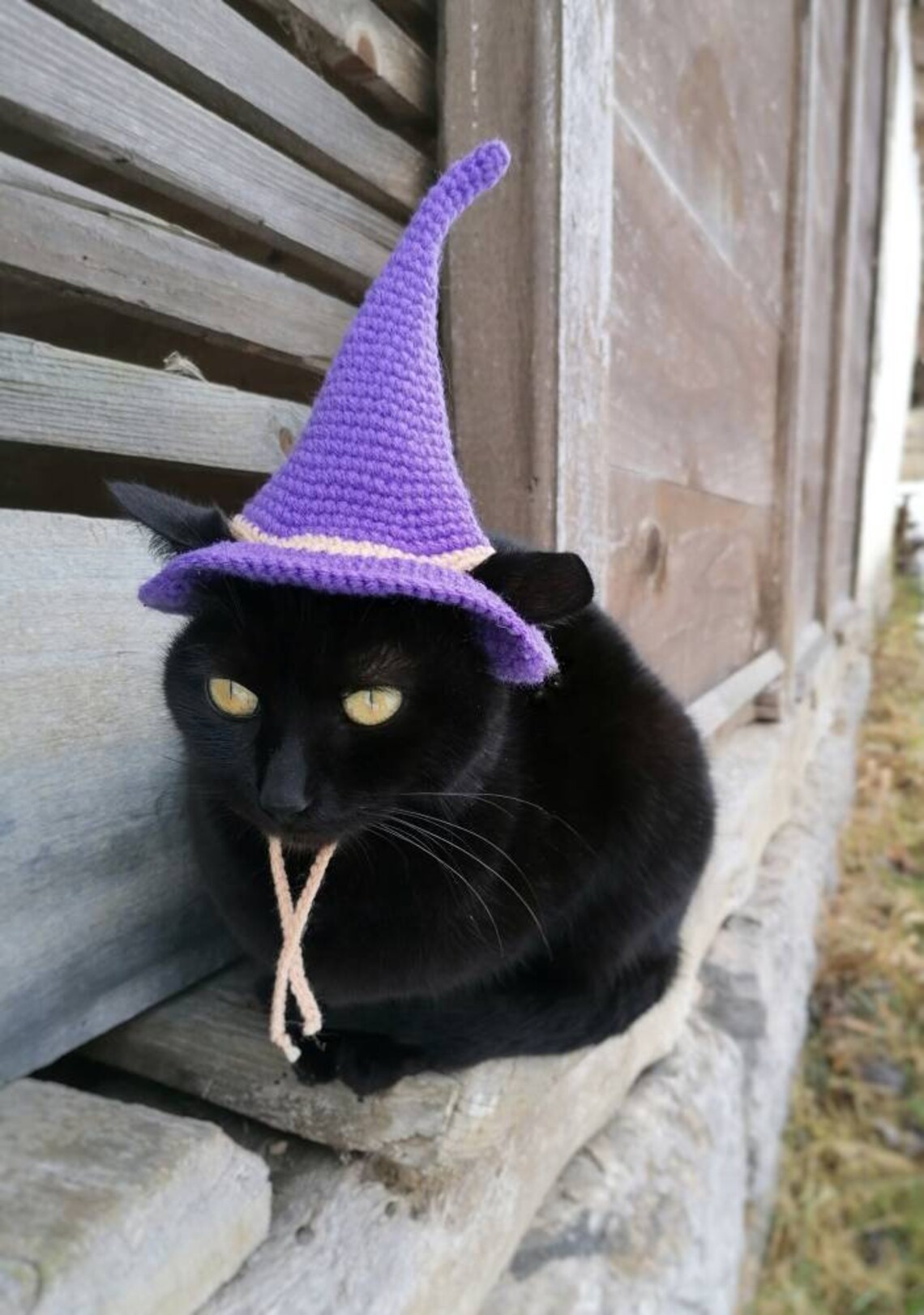 Witch hat Witch hat for cat Halloween hat for cat Cat hat | Etsy