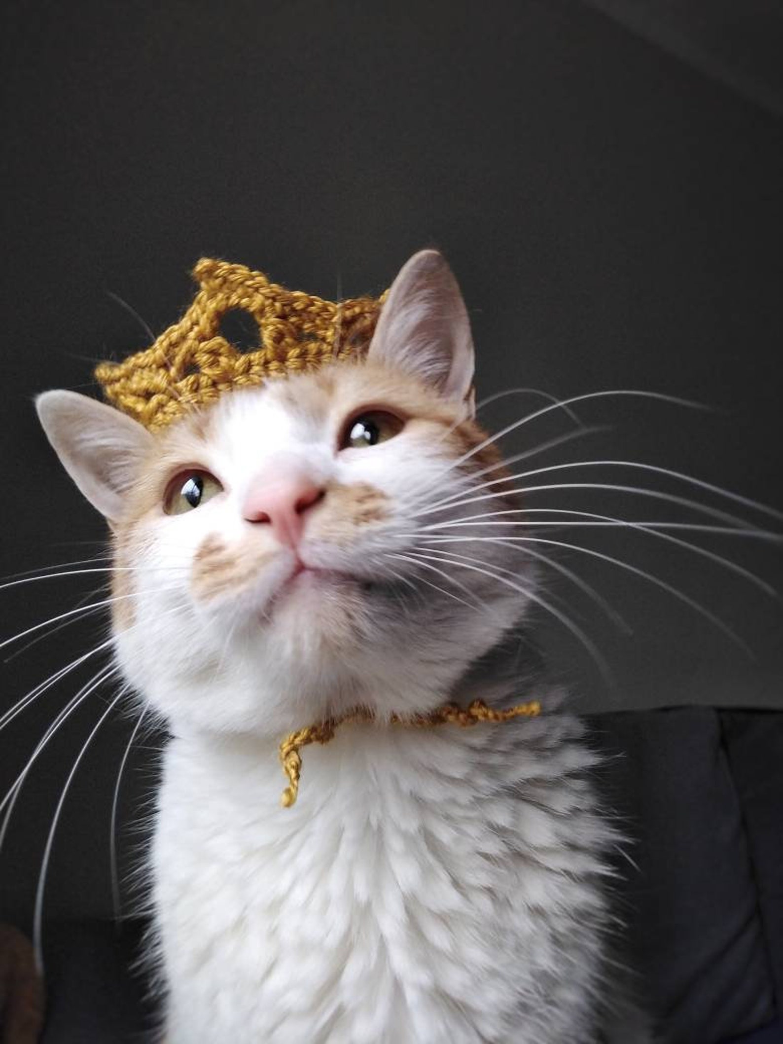 Crown for Cat Pet Costume Cat Crown King Crown Pet Costume | Etsy