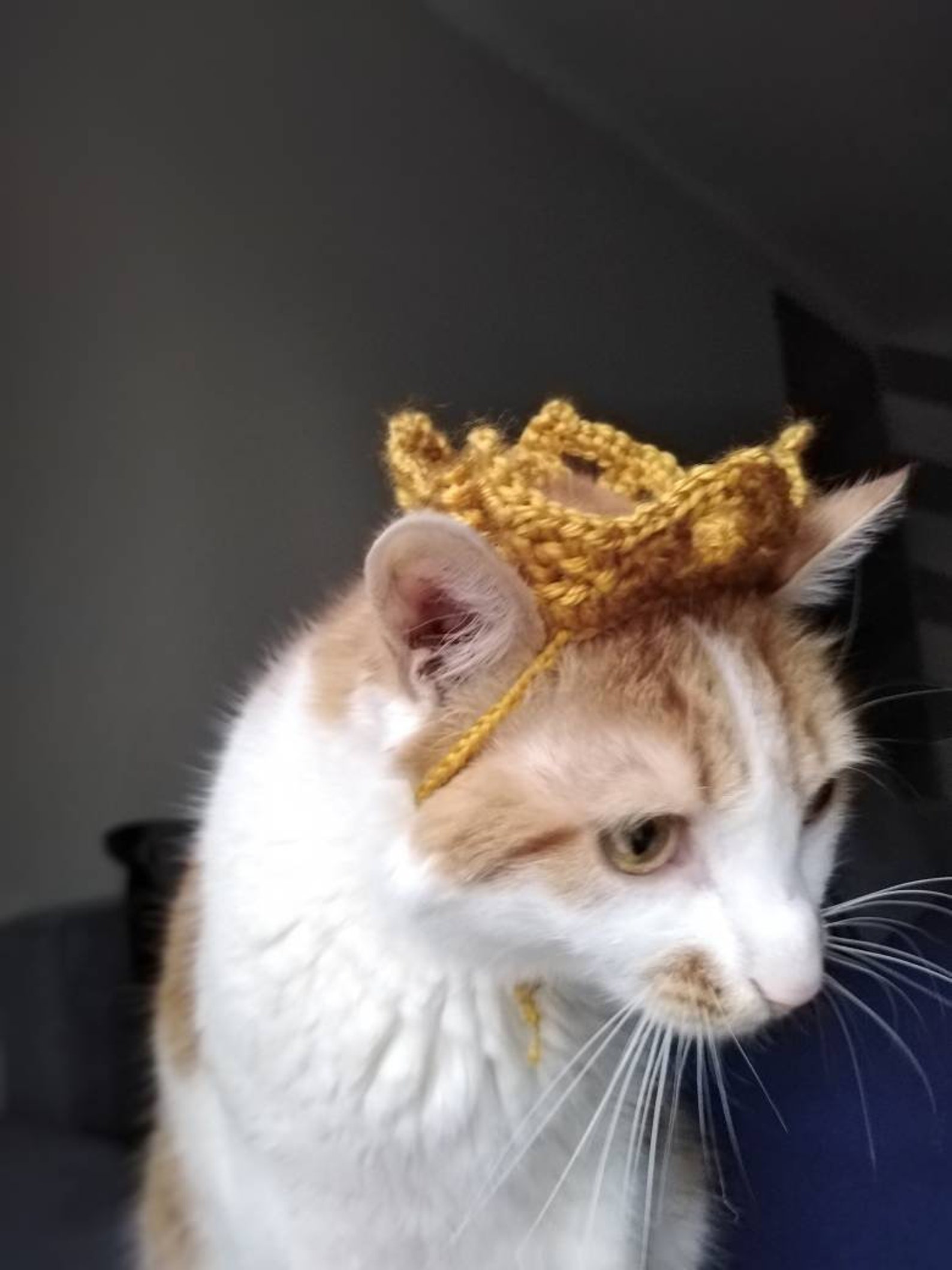 Crown for Cat Pet Costume Cat Crown King Crown Pet Costume | Etsy