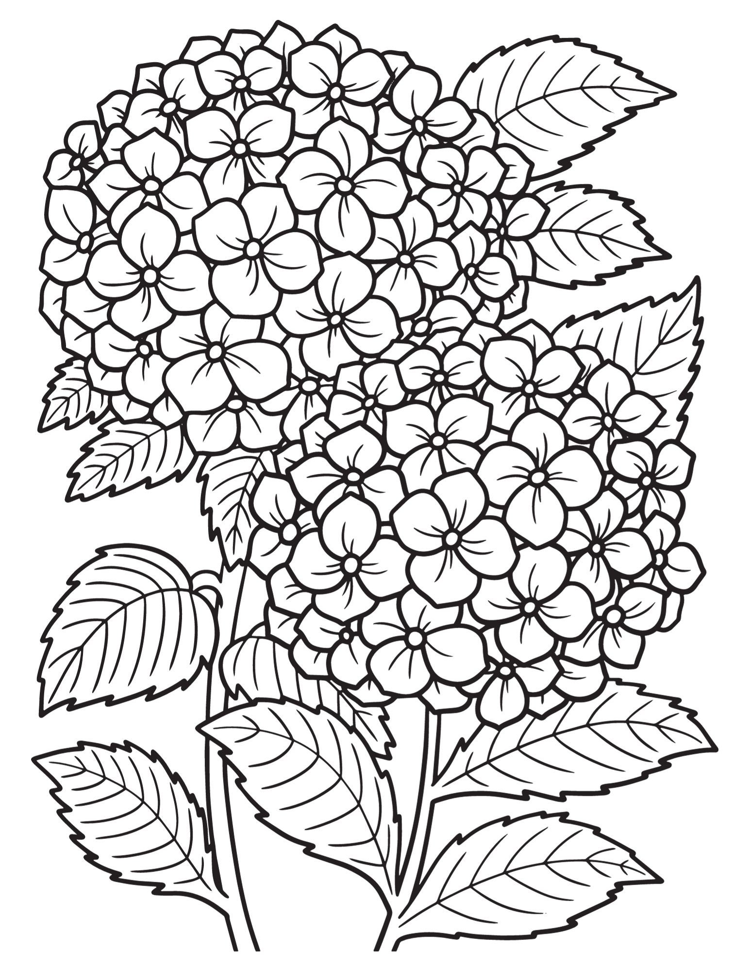 Coloring Book of Flowers - Etsy